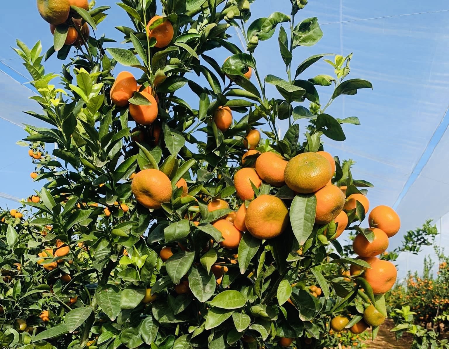 MANDARINA TANGO GOLD – CAMPOS DE ALCALÁ SL